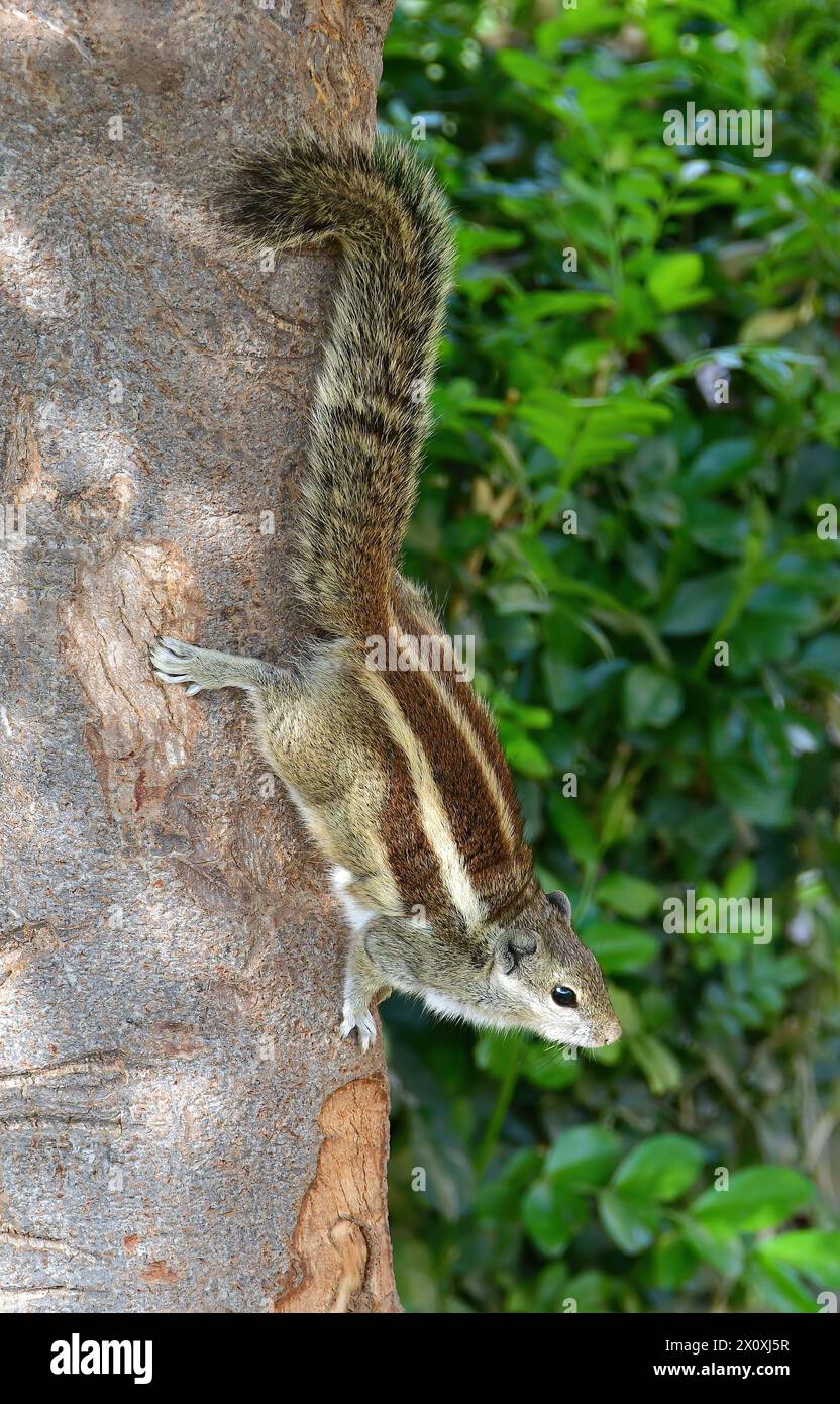 northern palm squirrel, five-striped palm squirrel, Nördliches ...