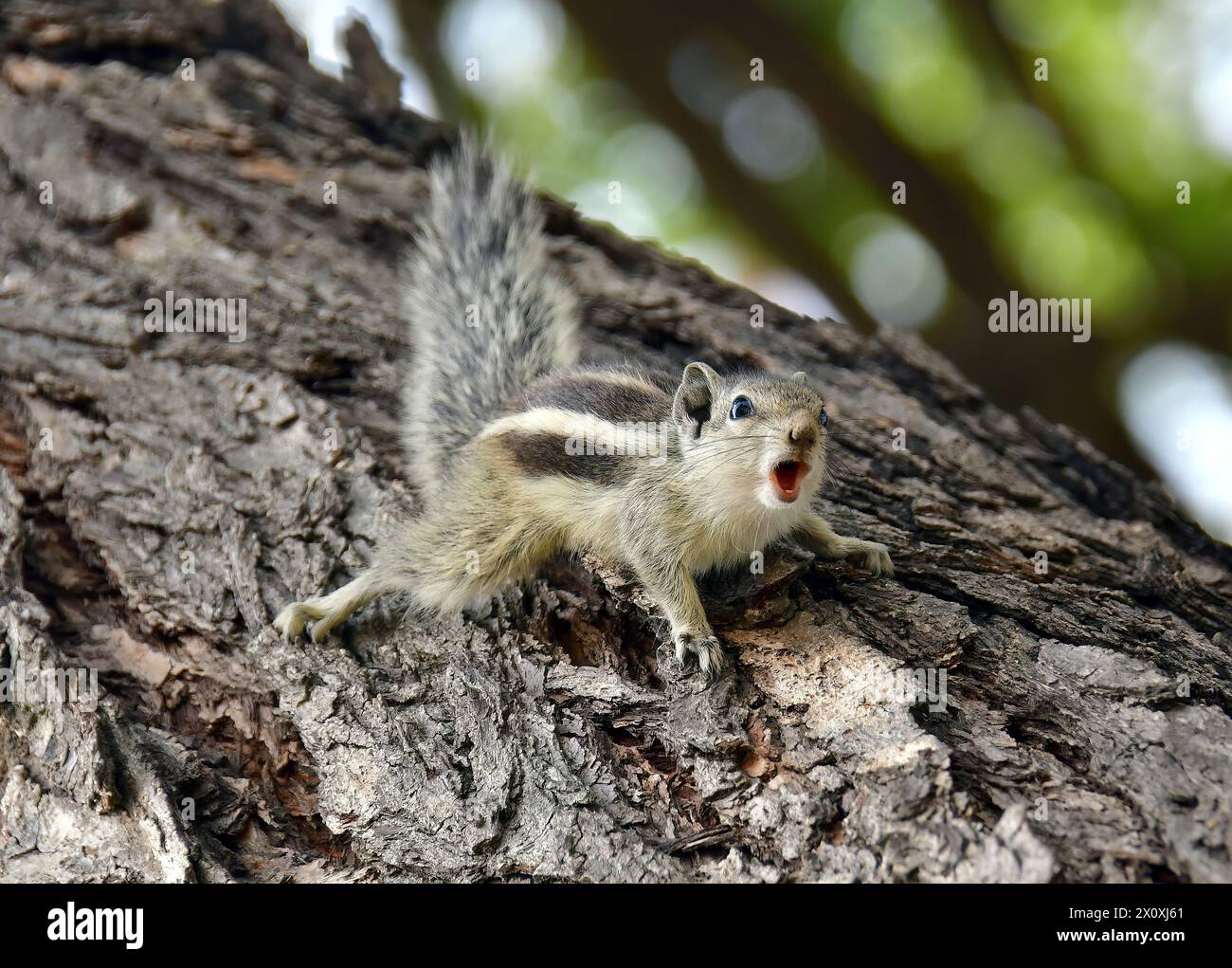 northern palm squirrel, five-striped palm squirrel, Nördliches ...