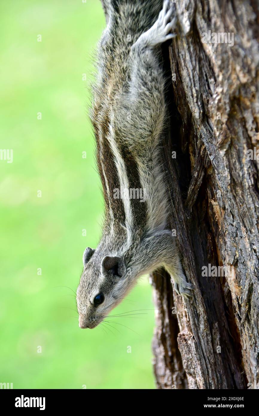northern palm squirrel, five-striped palm squirrel, Nördliches ...