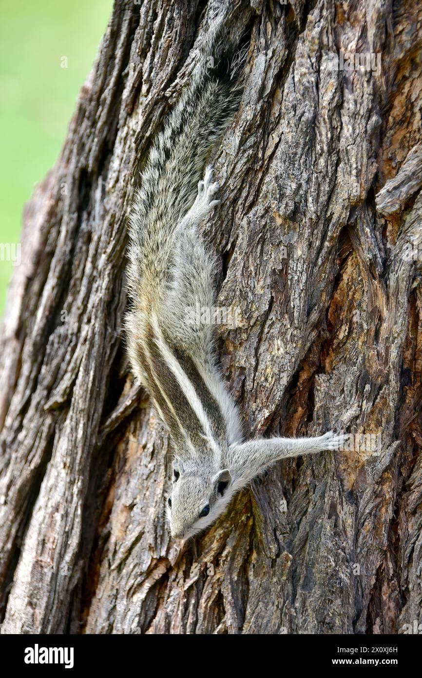 northern palm squirrel, five-striped palm squirrel, Nördliches ...