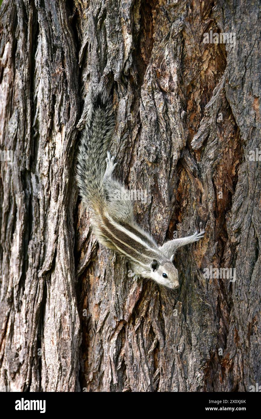northern palm squirrel, five-striped palm squirrel, Nördliches ...