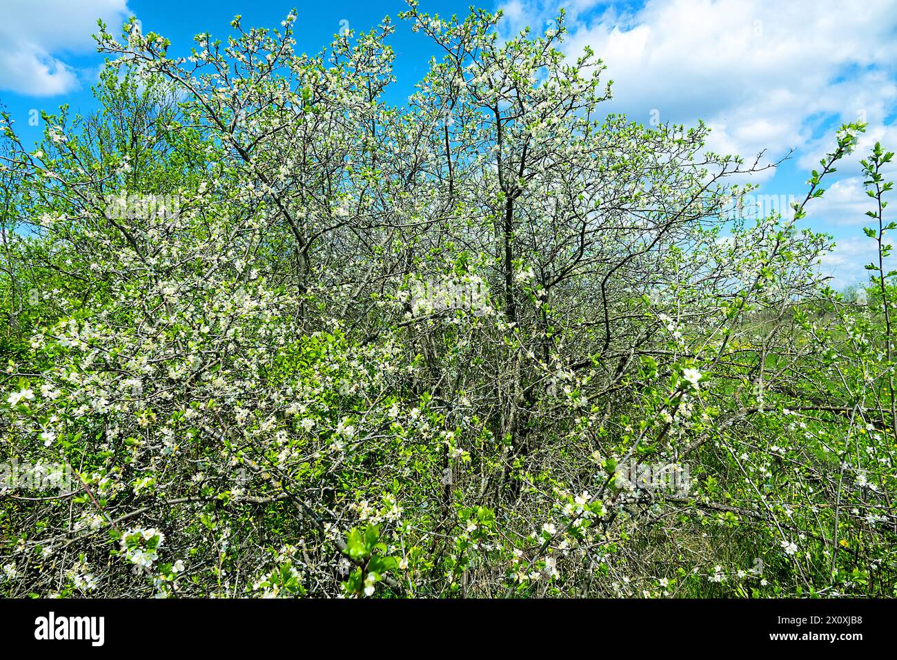 Prunus chamaecerasus hi-res stock photography and images - Alamy