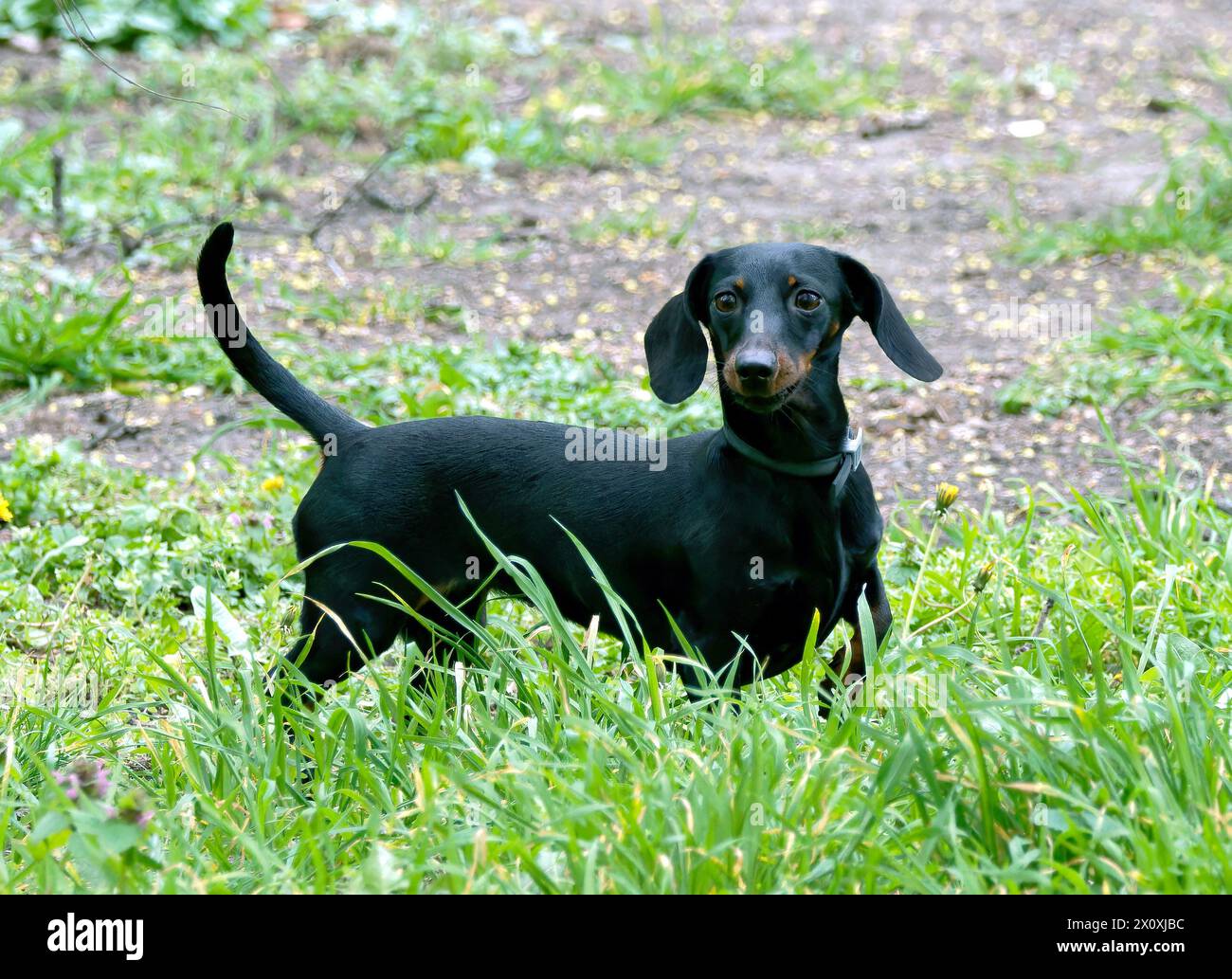 domestic dog, wiener dog, Dachshund, Haushund, Dackel, Chien, Teckel ...