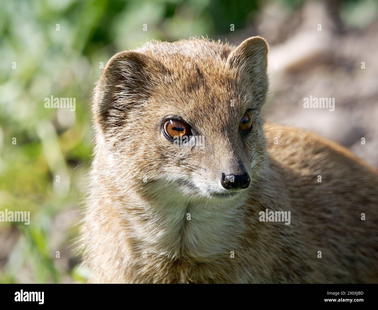 Rokamanguszta hi-res stock photography and images - Alamy