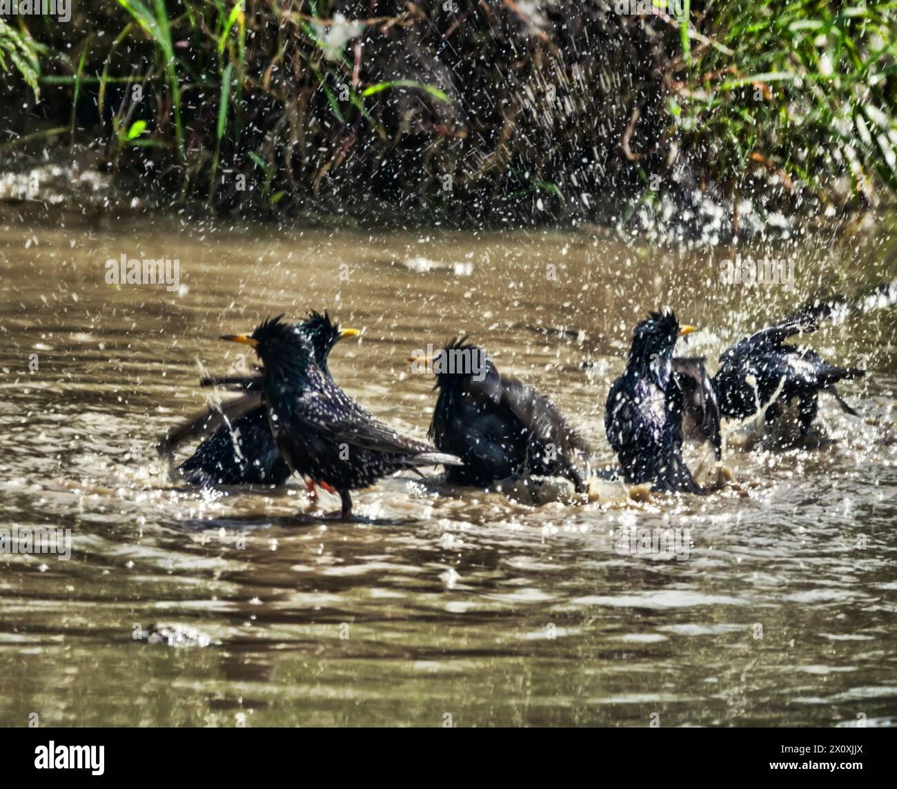 Starlings bathing in puddle hi-res stock photography and images - Alamy