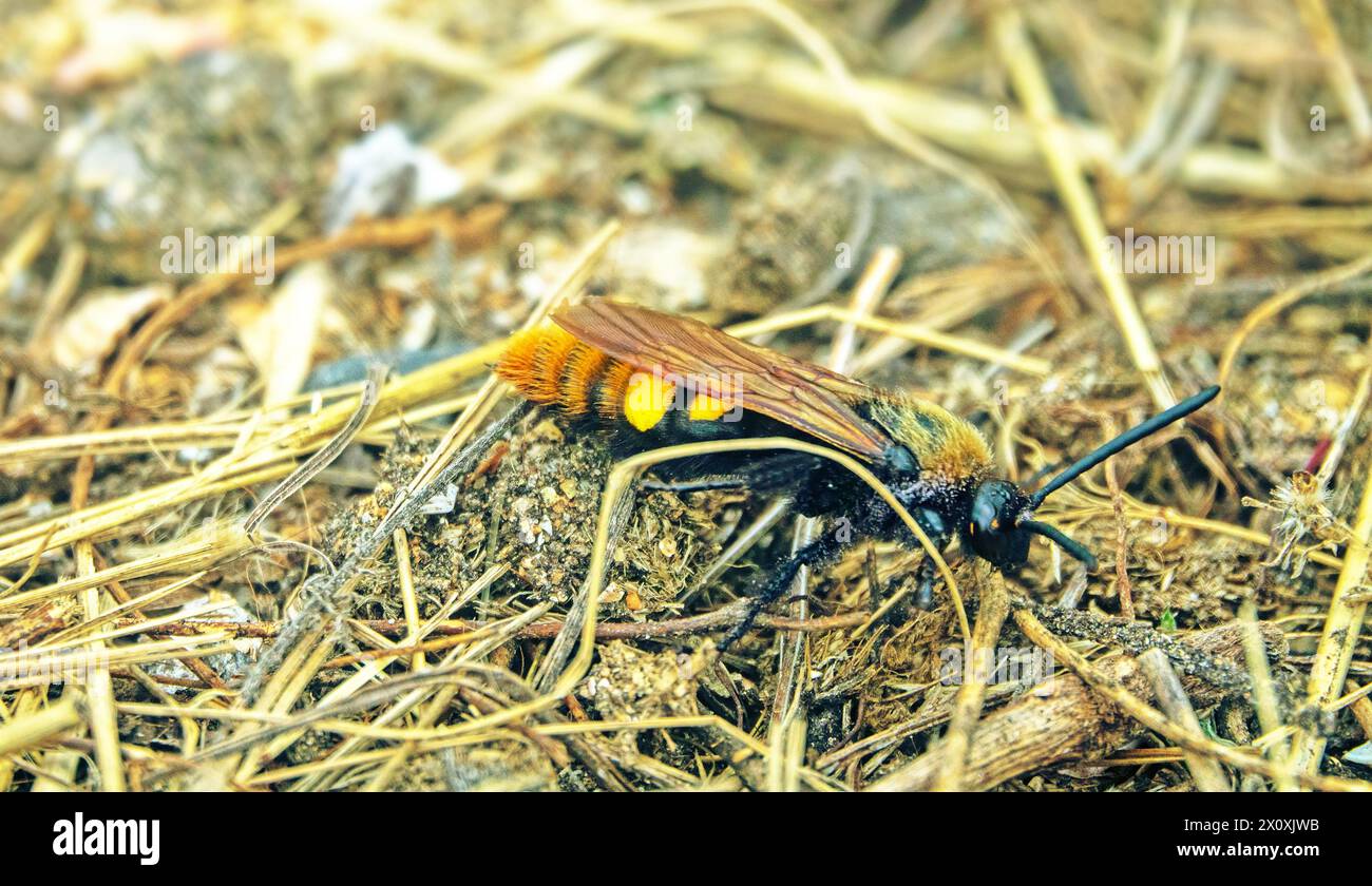 Mammoth wasp (Megascolia maculata, female, largest Hymenoptera) moves ...