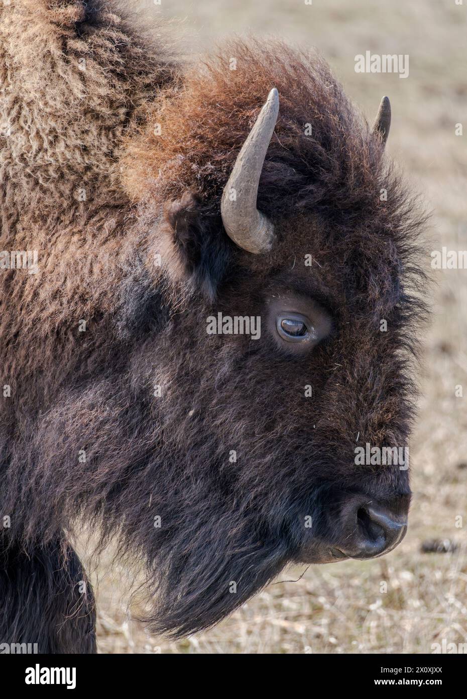 A young American bison (Bison bison) at Blue Mounds State Park in Minnesota Stock Photo - Alamy