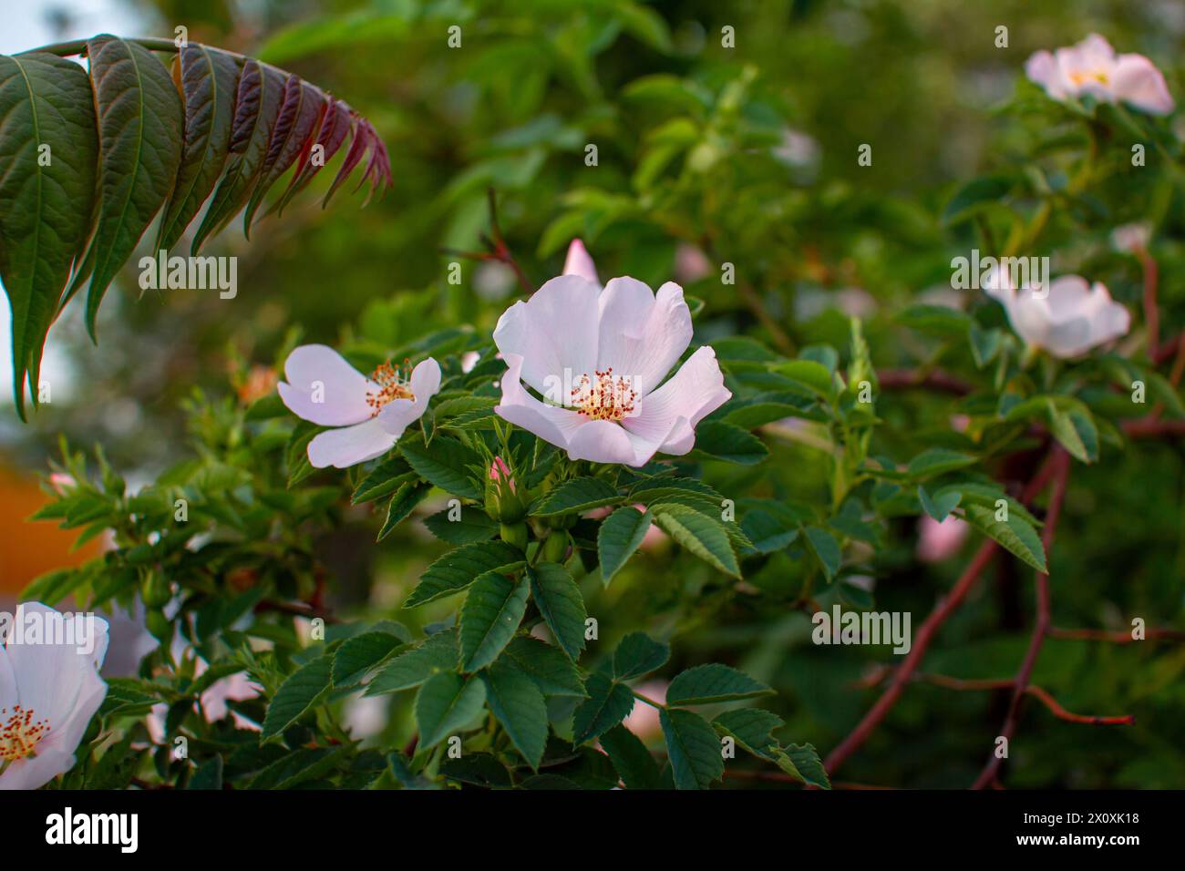Beautiful blooming wild rose hi-res stock photography and images - Alamy