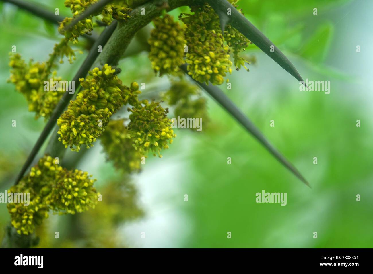 Spring steppe forest strip. Flowering Thorney locust (Gteditschia ...
