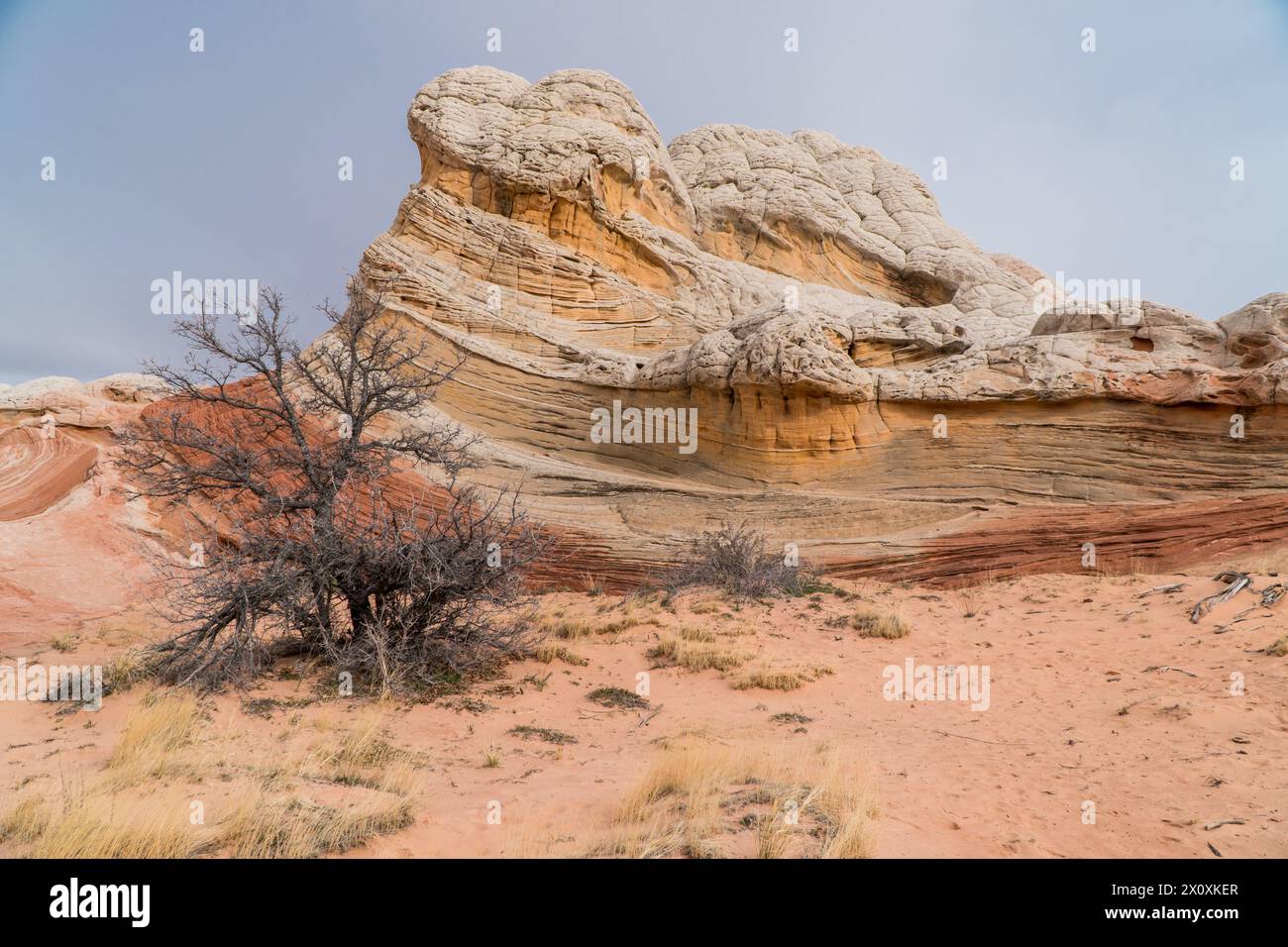 White pocket arizona hi-res stock photography and images - Alamy