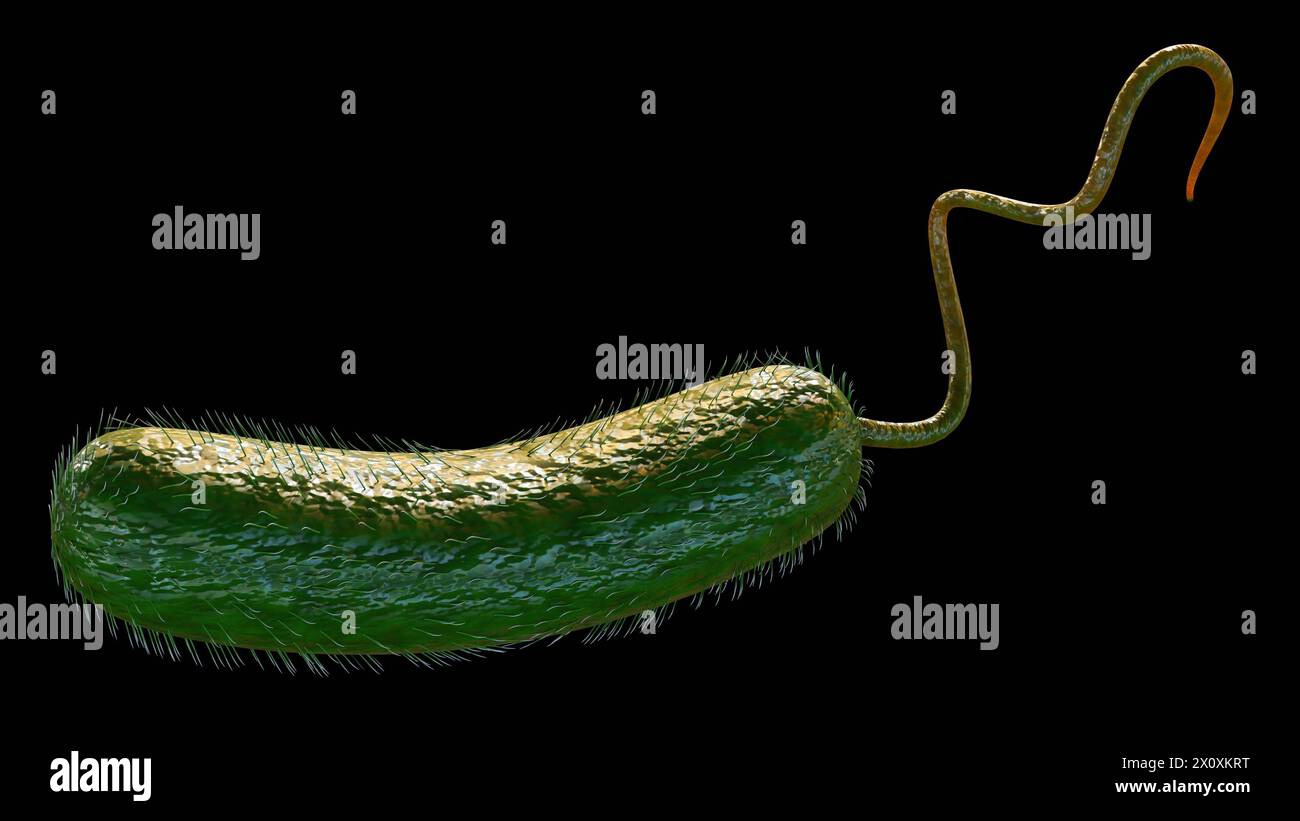 3D rendering of Vibrio vulnificus, is a bacterium that causes ...