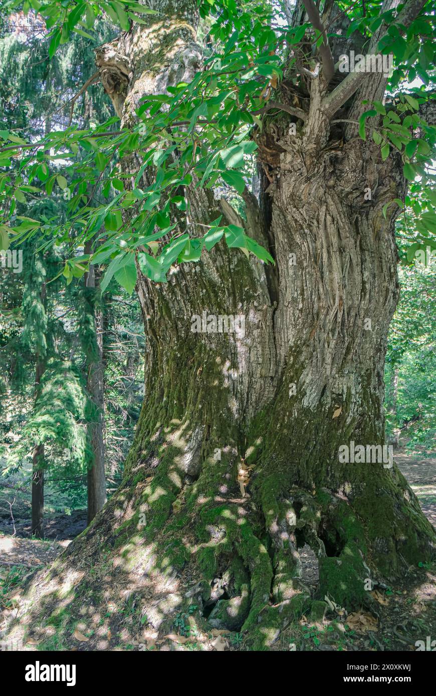 of a majestic Tuscan Tree (Italy Stock Photo - Alamy