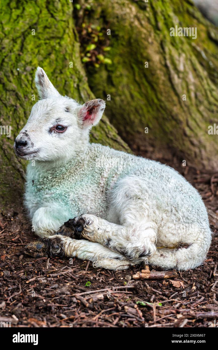Newly born lamb at Chilham near Canterbury in Kent, England Stock Photo ...
