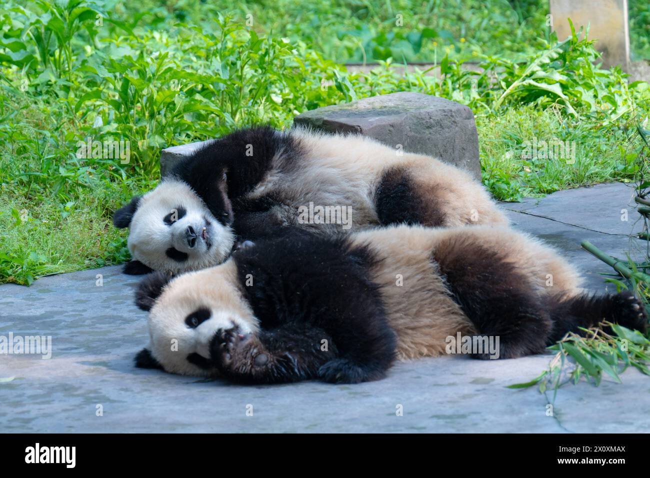 CHONGQING, CHINA - APRIL 13, 2024 - Giant pandas rest at Chongqing Zoo ...