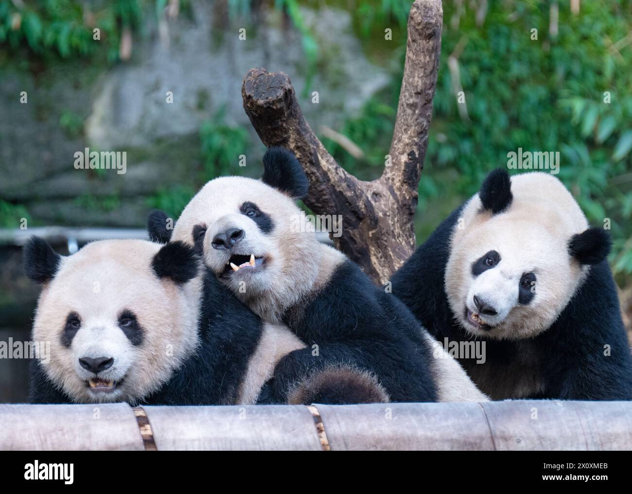 CHONGQING, CHINA - APRIL 13, 2024 - Giant pandas rest at Chongqing Zoo ...