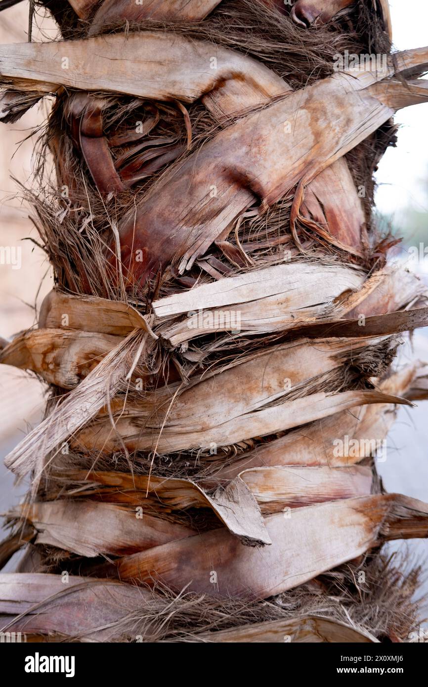 Palm tree stem detail tropical bark texture closeup, Detailed view of ...