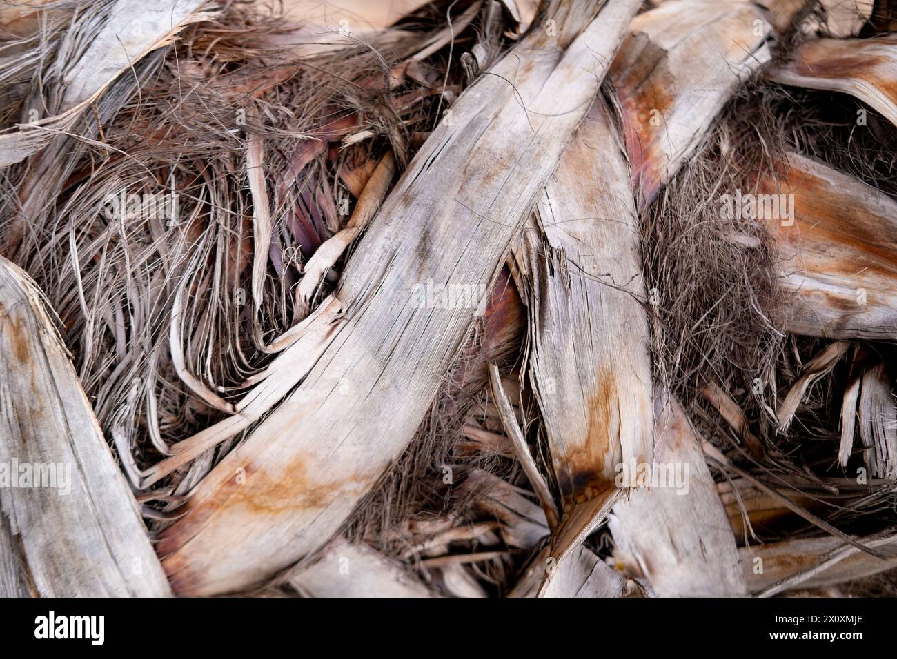 Palm tree stem detail tropical bark texture closeup, Detailed view of ...
