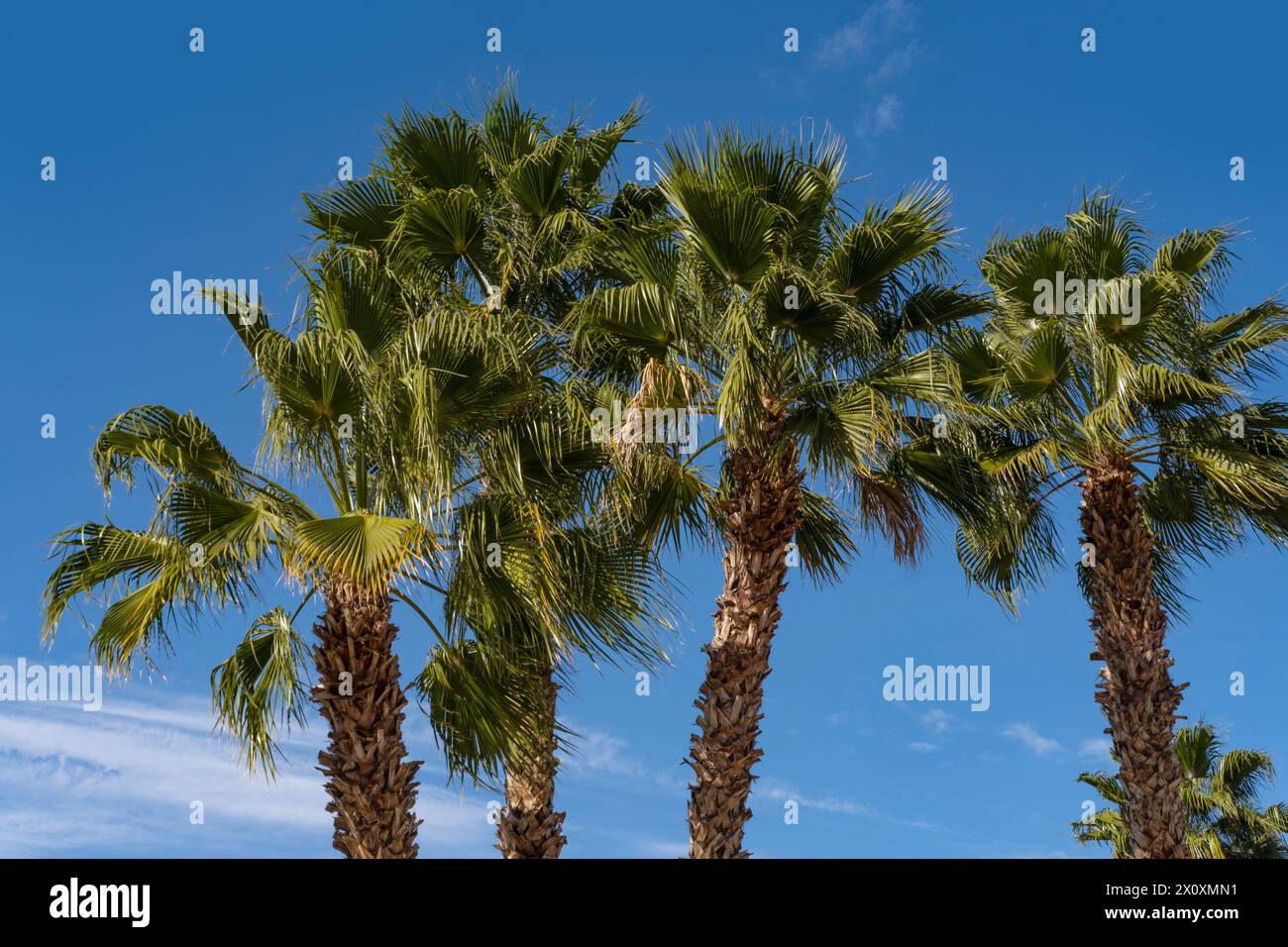 tropical tall African Sabal fan palms gracefully sways against blue sky ...