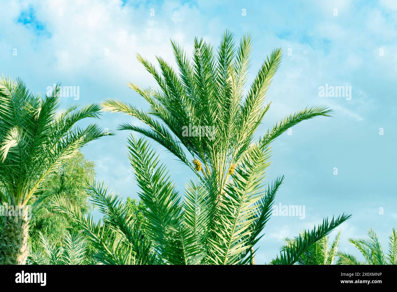 green date palm leaf Phoenix dactylifera, minimalist tropical ...