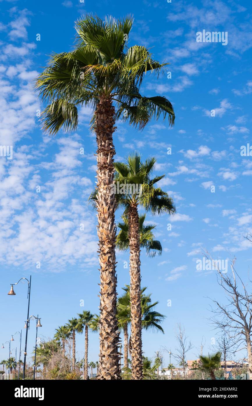 tropical tall African Sabal fan palms gracefully sways against blue sky ...