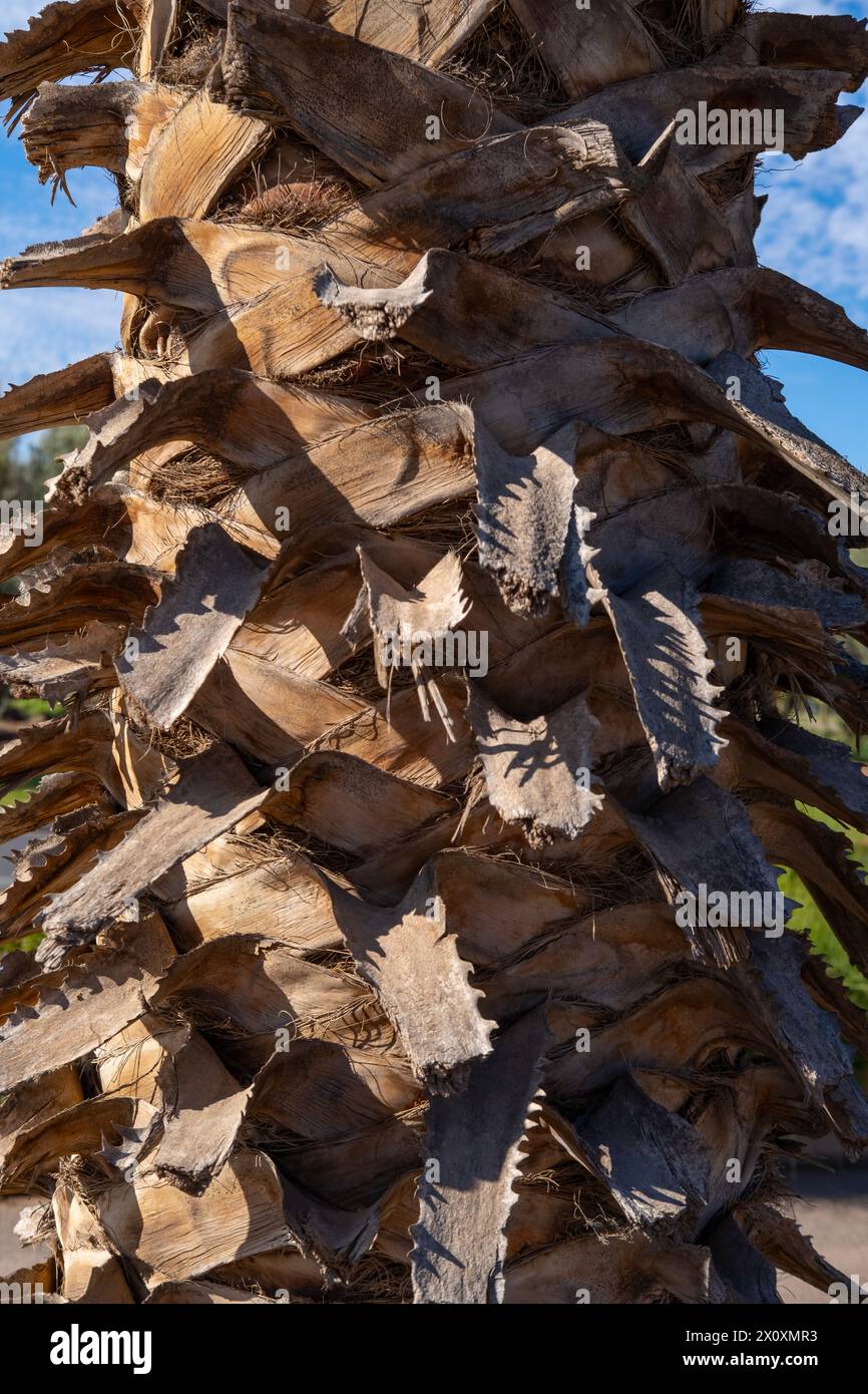 Palm tree stem detail tropical bark texture closeup, Detailed view of ...