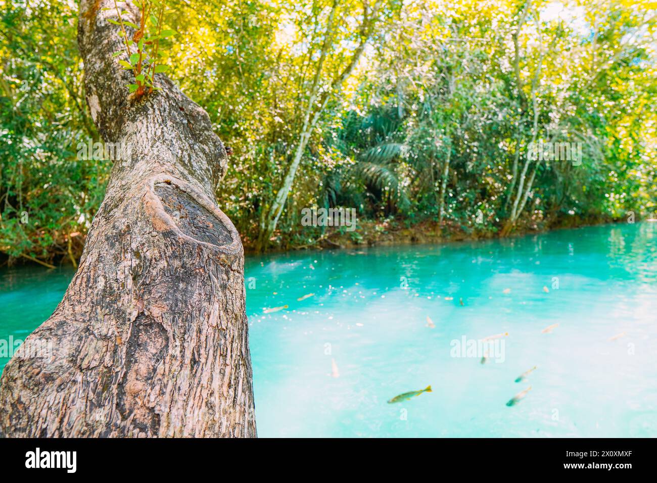 Rio Formoso, in the city of Bonito, in Mato Grosso do Sul. Bonito is ...