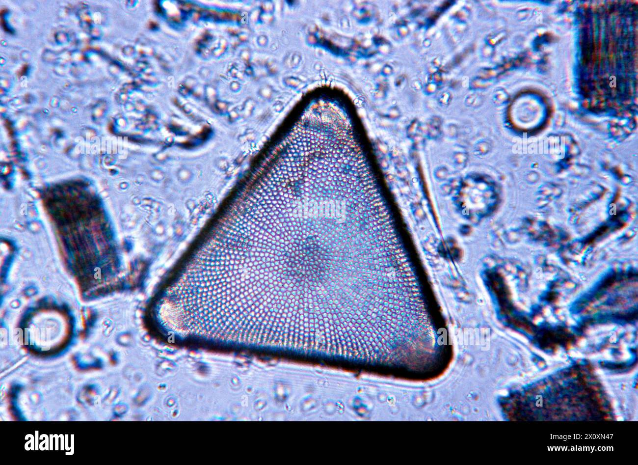 Diatom hi-res stock photography and images - Alamy