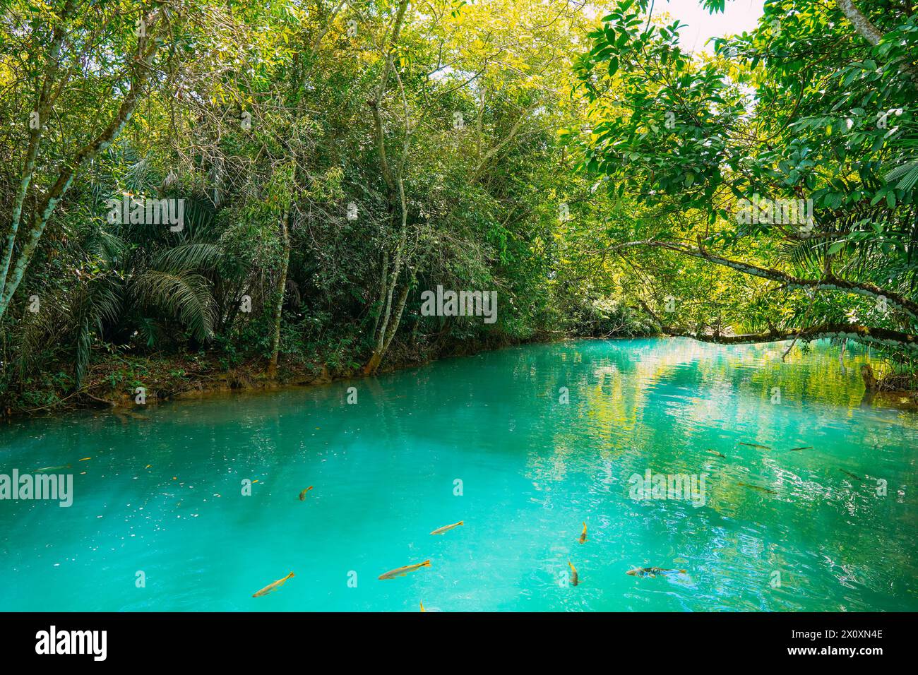 Rio Formoso, in the city of Bonito, in Mato Grosso do Sul. Bonito is ...