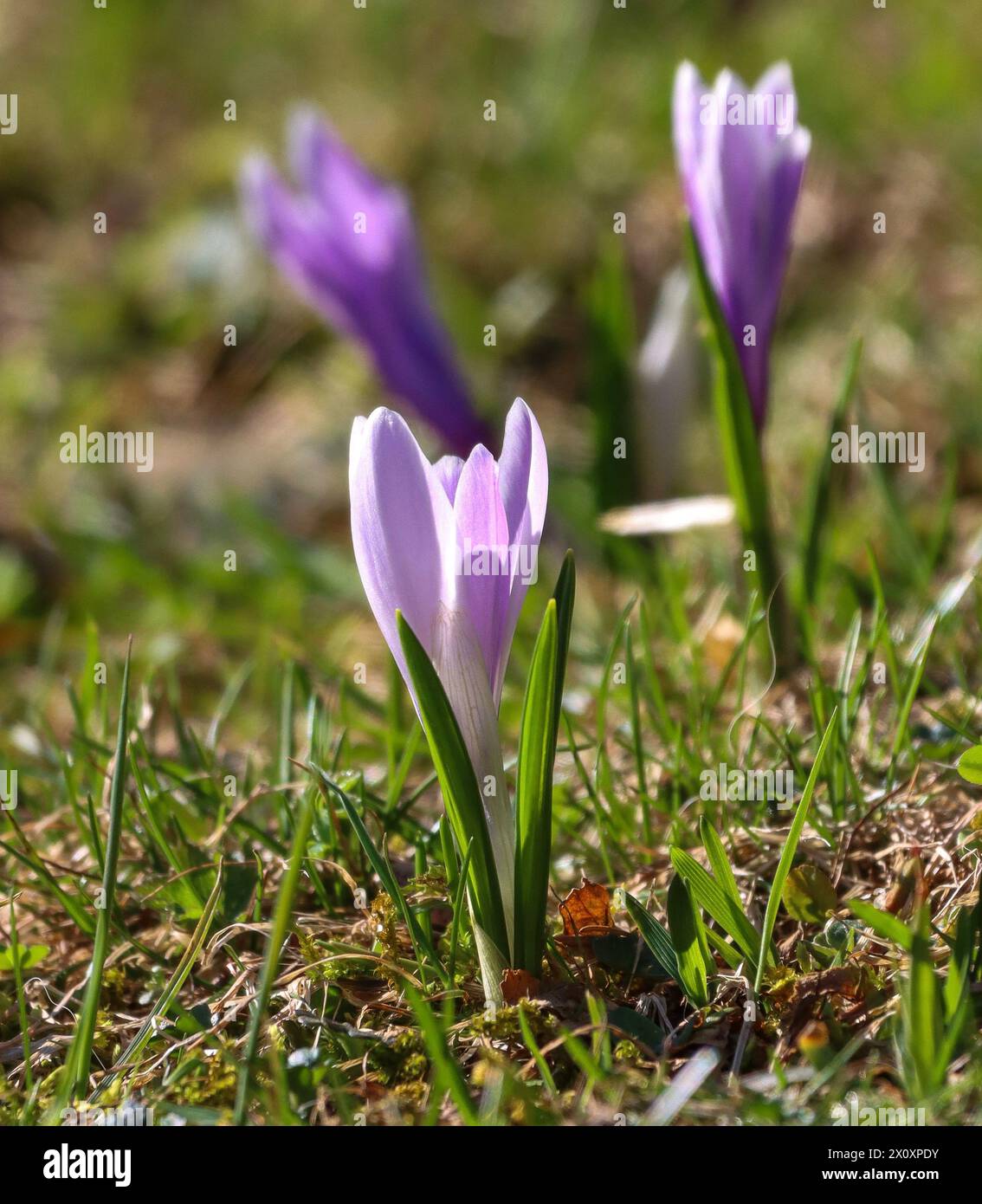 Fruhlingsbote hi-res stock photography and images - Alamy