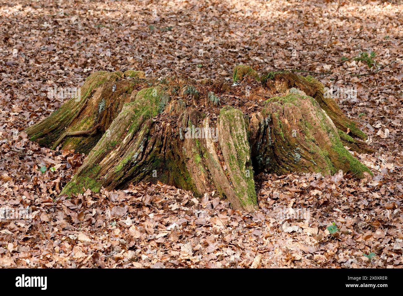 An old mossy tree stump in the woods at Badbury Rings surrounded by ...
