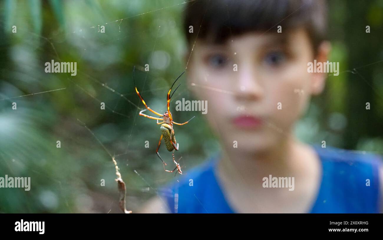 A boy curiously watching a spider in its web Stock Photo - Alamy