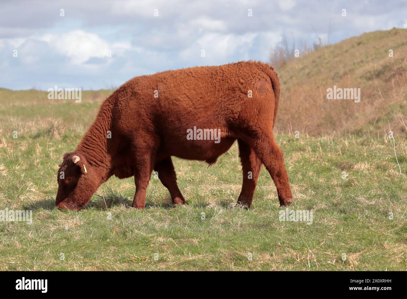 A brown long haired cow with short horns, grazing on a grassy field ...