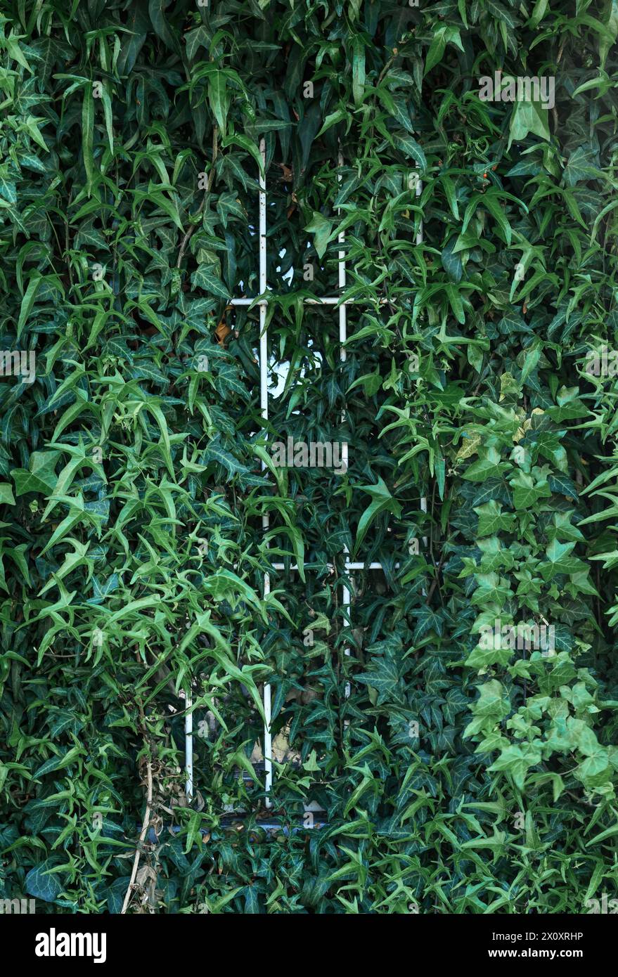 Creeping ivy plant growing around the house window, vertical image ...