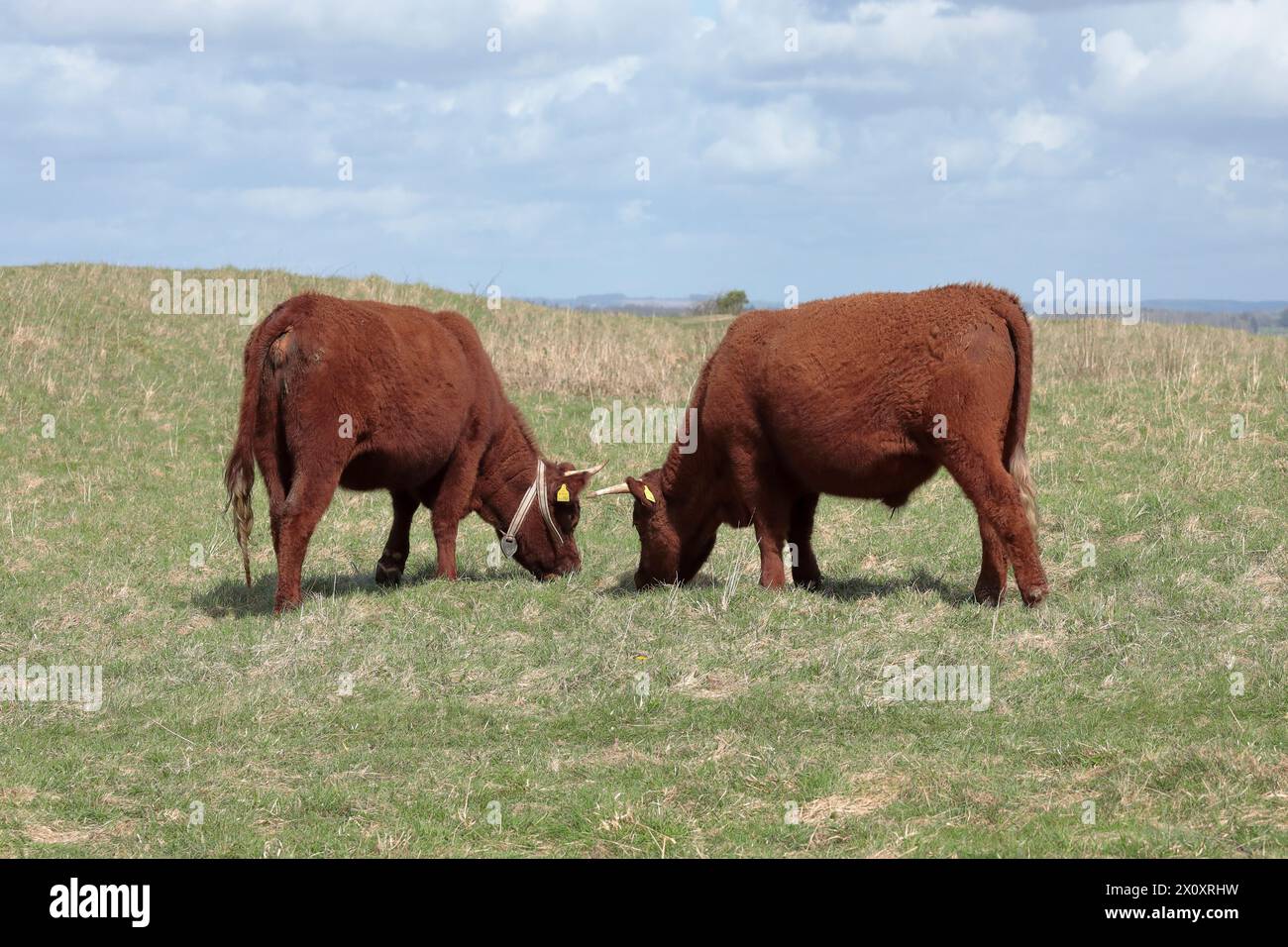 Two brown long haired cows with short horns, grazing on a grassy field ...