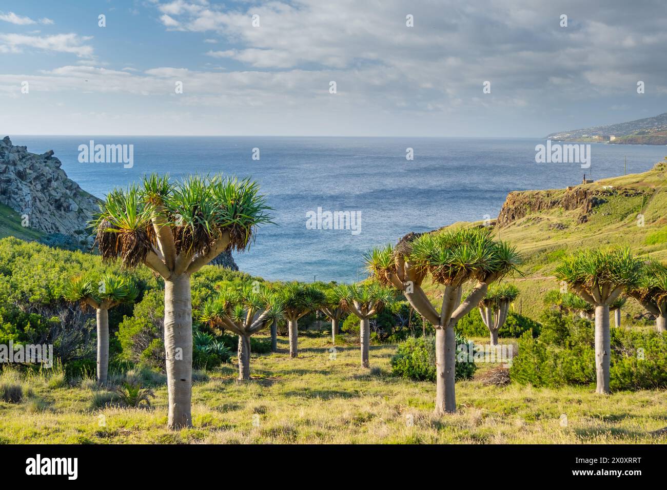 Dragon trees and green landscape on Ponta de Sao Lourenco Madeira ...