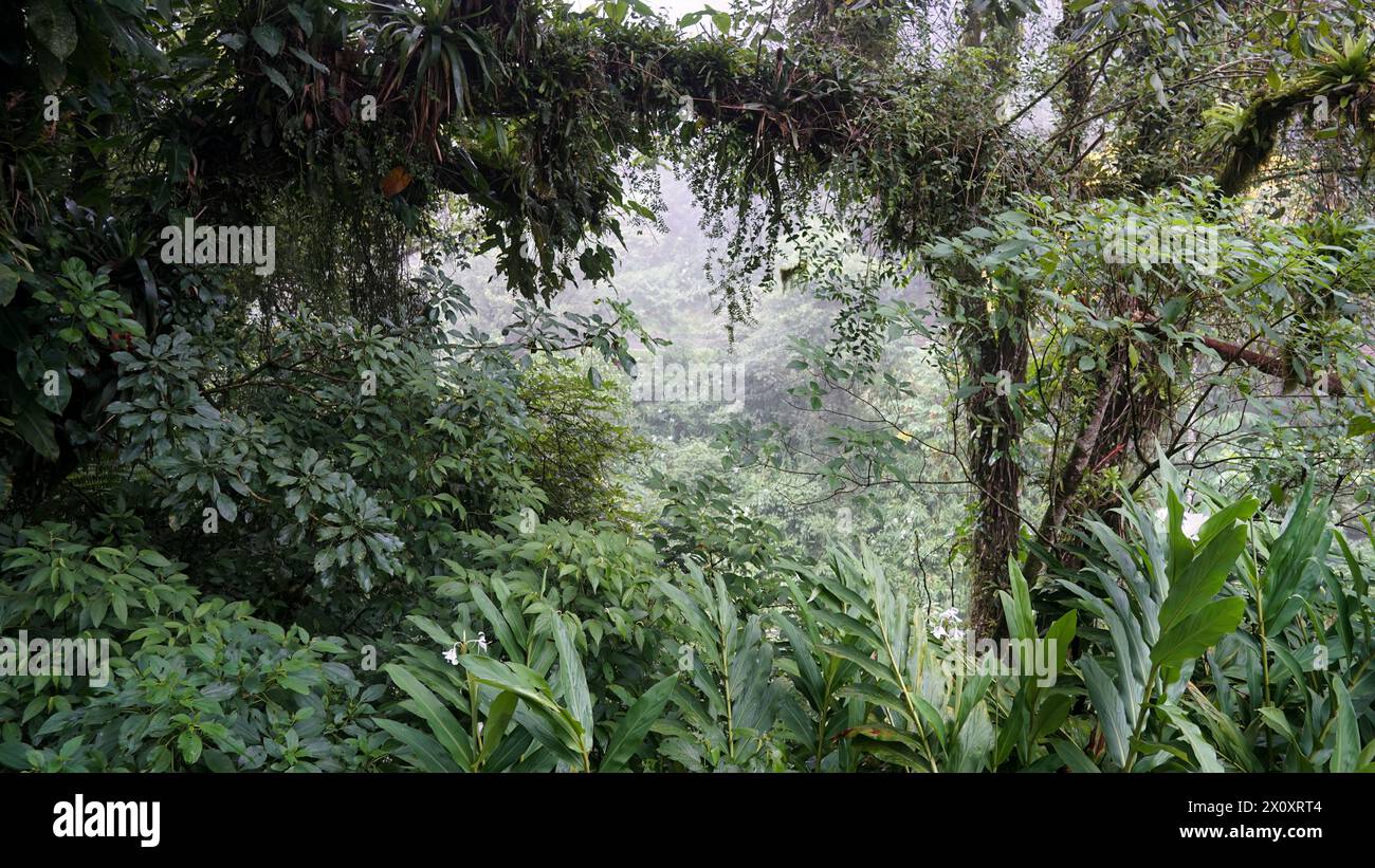 Atlantic forest dense forest hi-res stock photography and images - Alamy