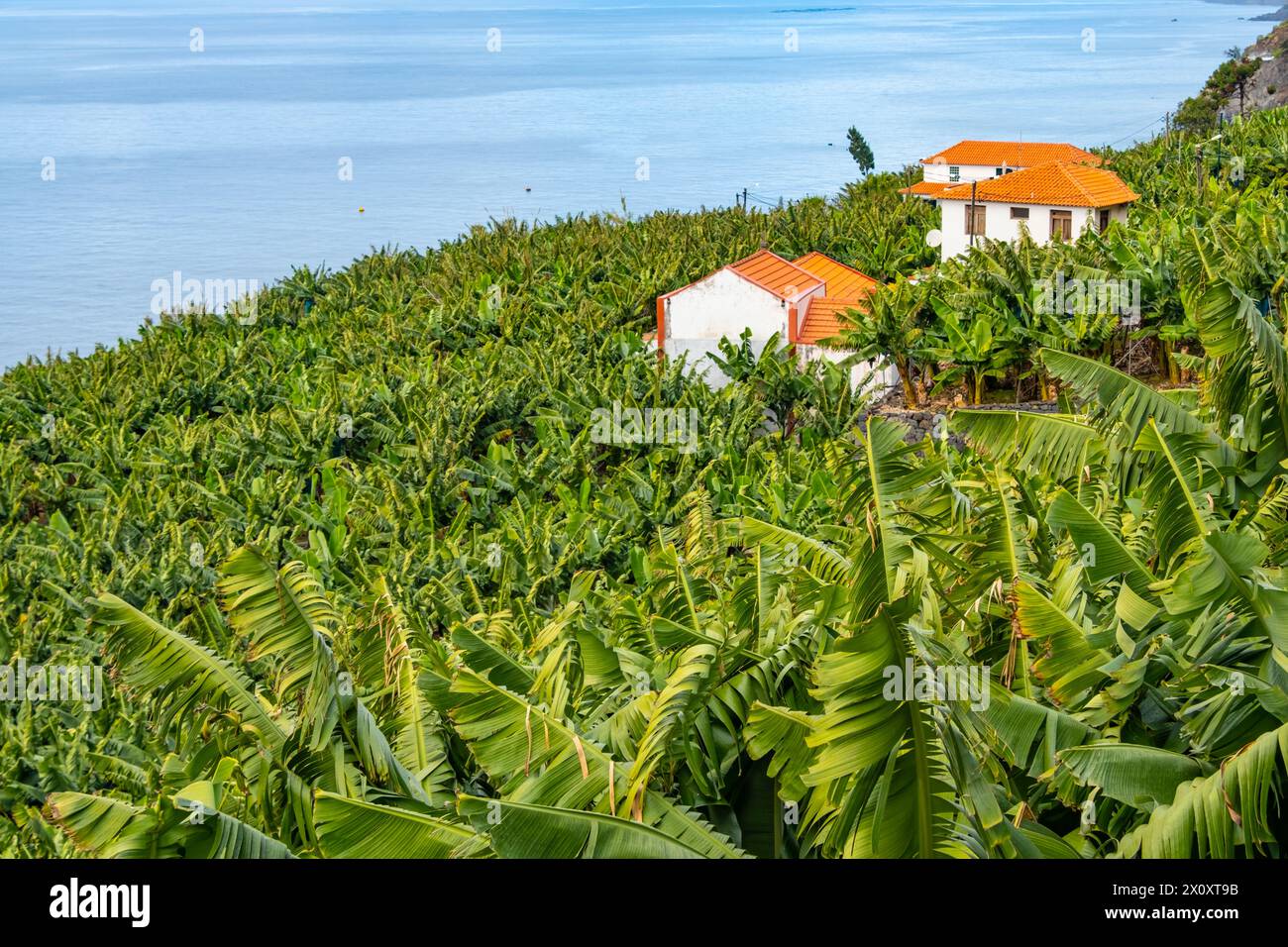 Traditional Madeiran houses in Funchal behind a banana plantation. Small farm on green hills ...