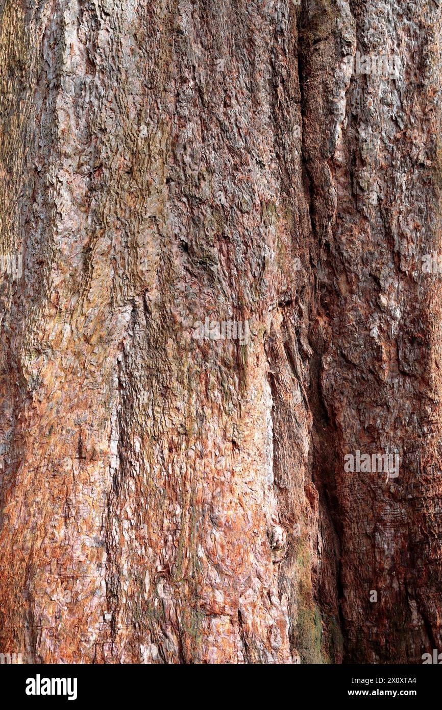 Redwood texture hi-res stock photography and images - Alamy