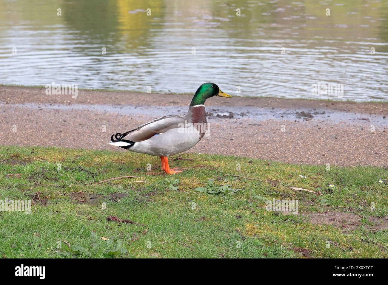 Male mallard duck (Anas platyrhynchos) standing on grass near a gravel ...