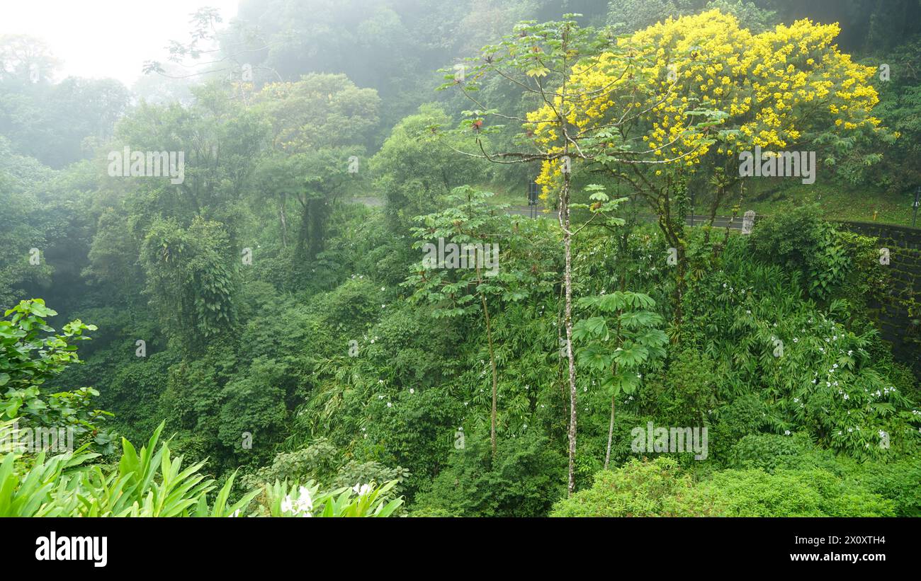 Brazilian atlantic forest hi-res stock photography and images - Alamy