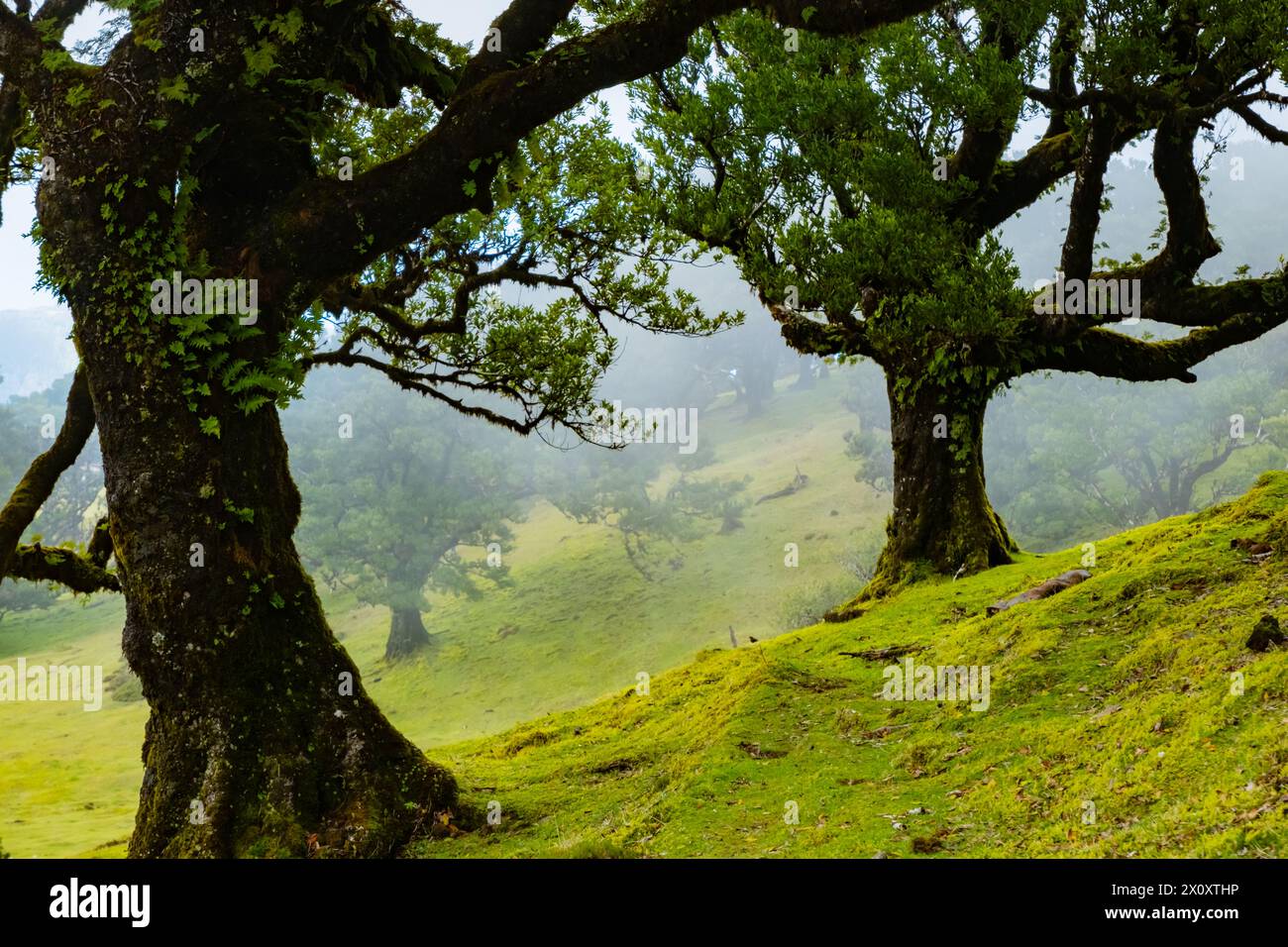 Twisted trees in the fog in Fanal Forest on the Portuguese island of ...