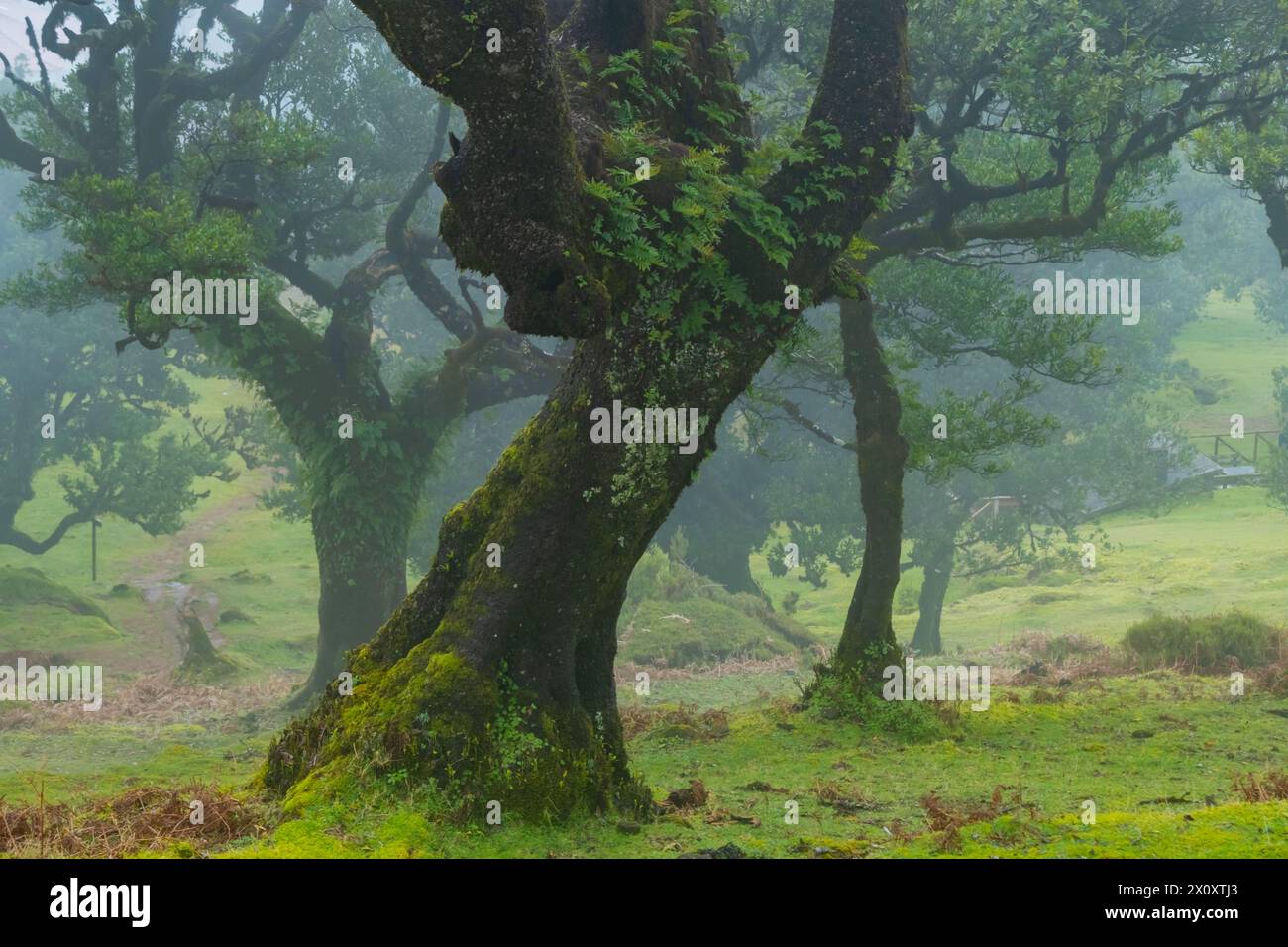 Twisted trees in the fog in Fanal Forest on the Portuguese island of ...