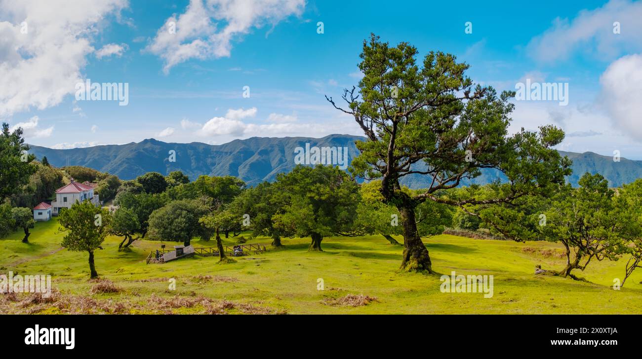 Fanal forest old mystical tree in Madeira island. Twisted trees in fog ...