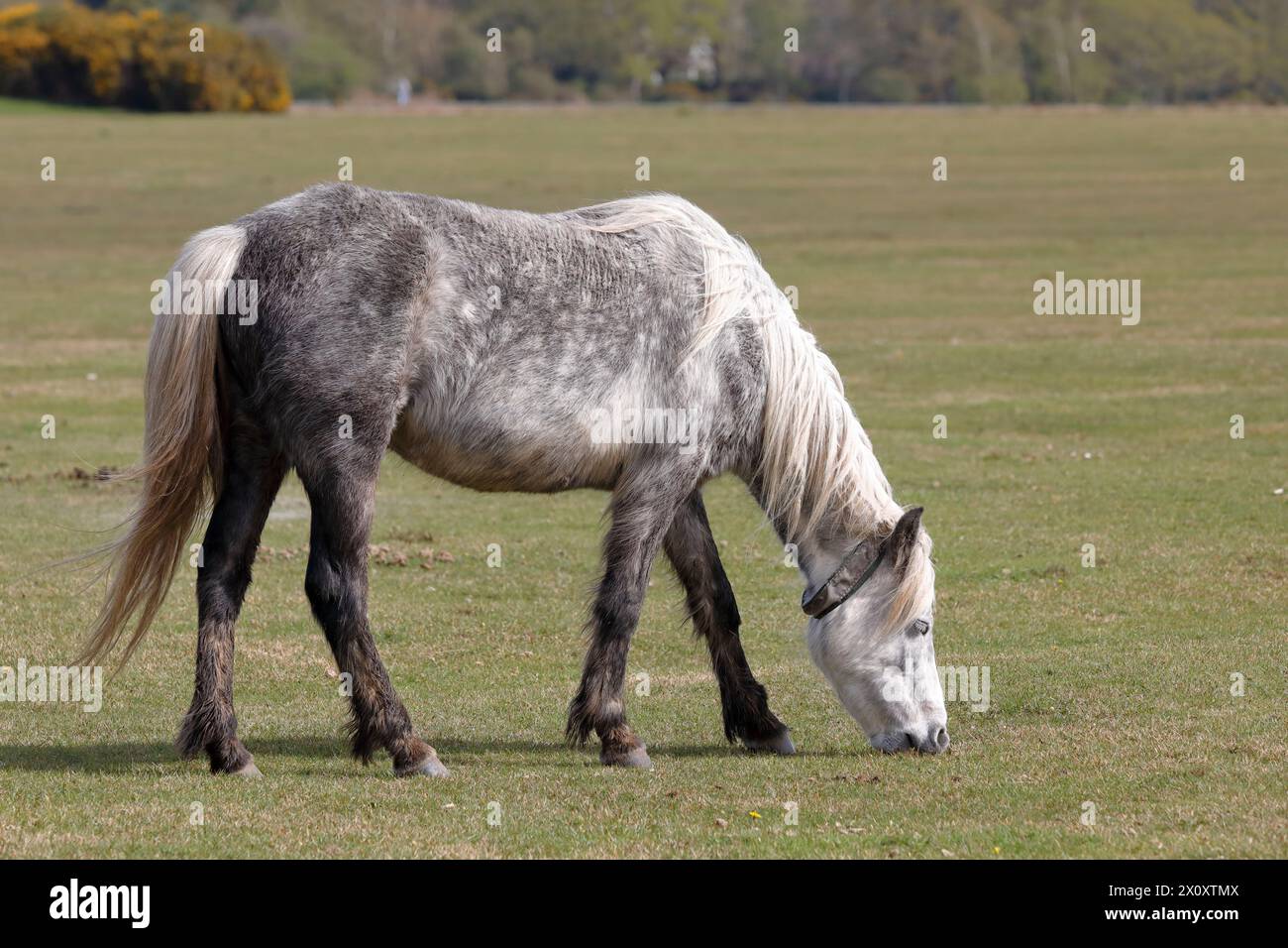 A white New Forest pony, standing in a grassy field facing right ...