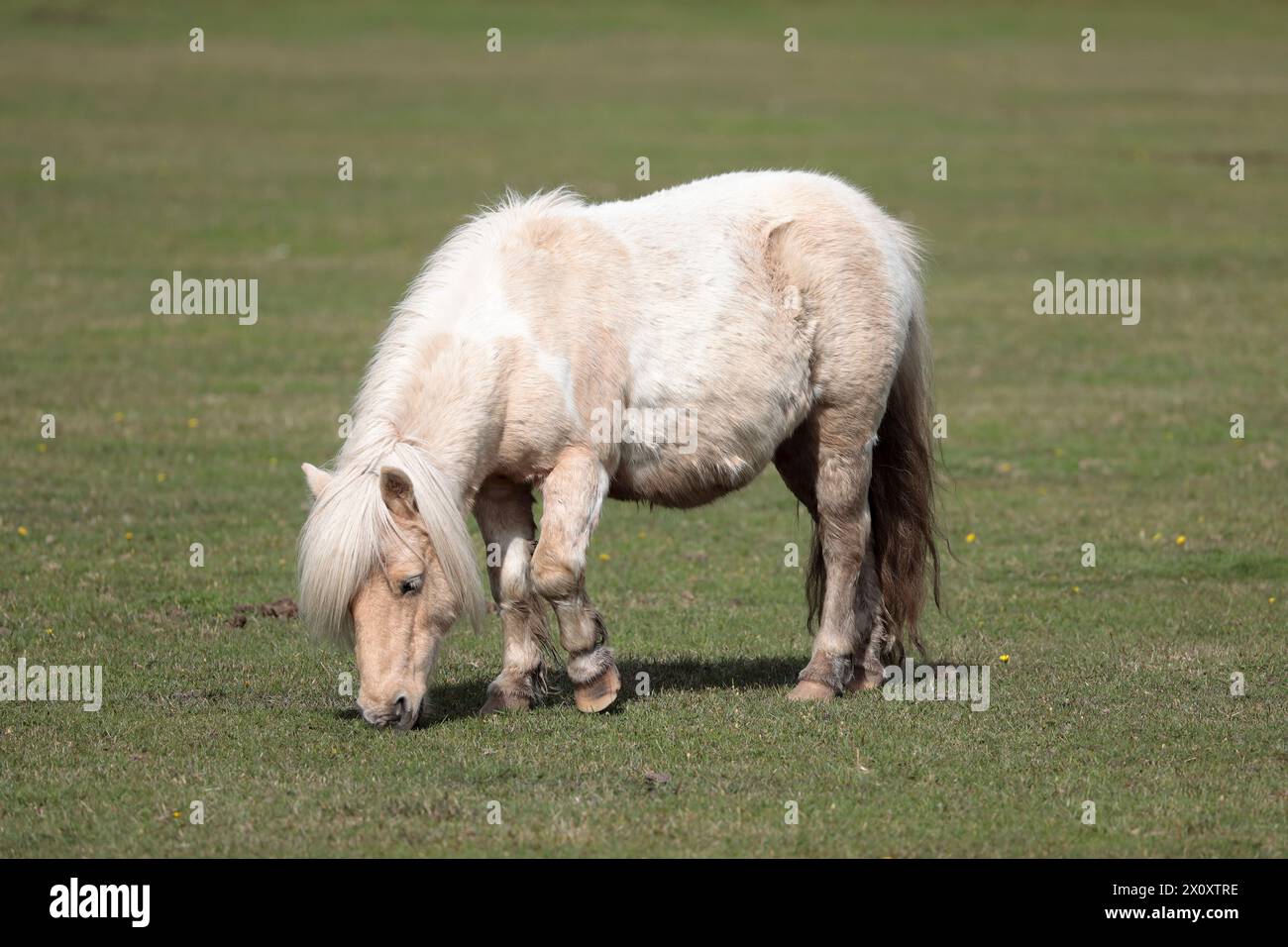 Shetland style pony hi-res stock photography and images - Alamy