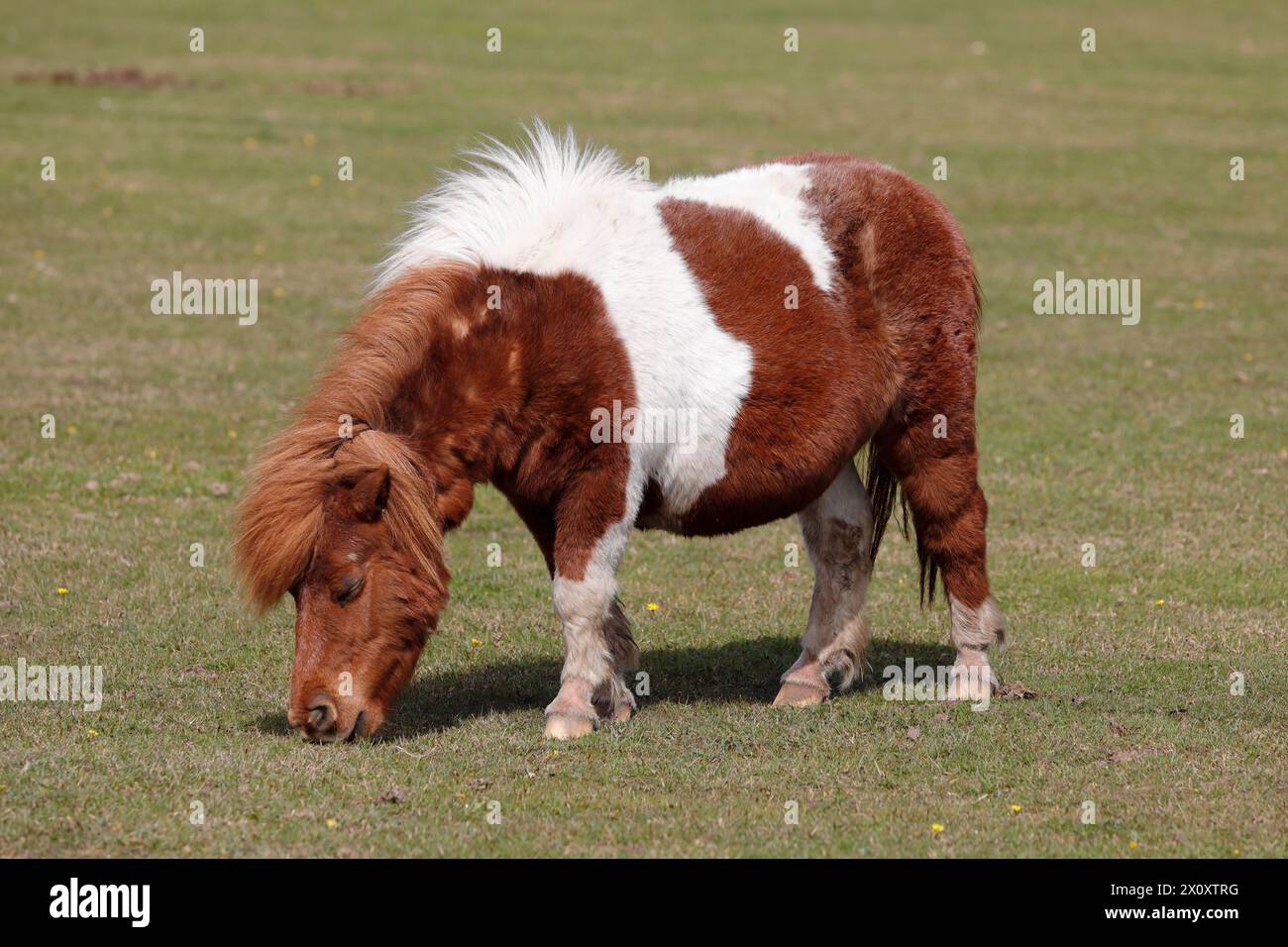 A brown and white miniature New Forest pony, standing in a grassy field ...