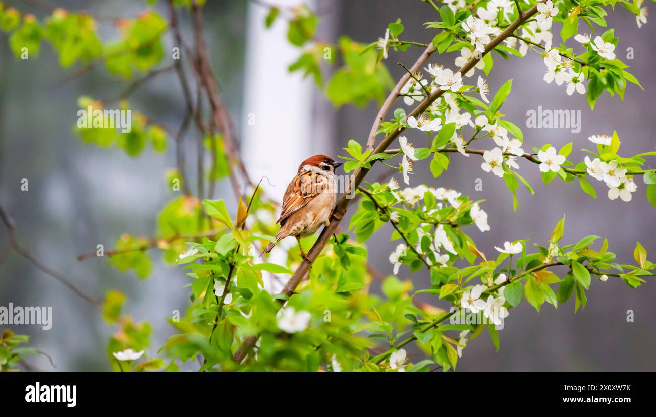 A sparrow on an apple tree branch with flowers in spring Stock Photo ...