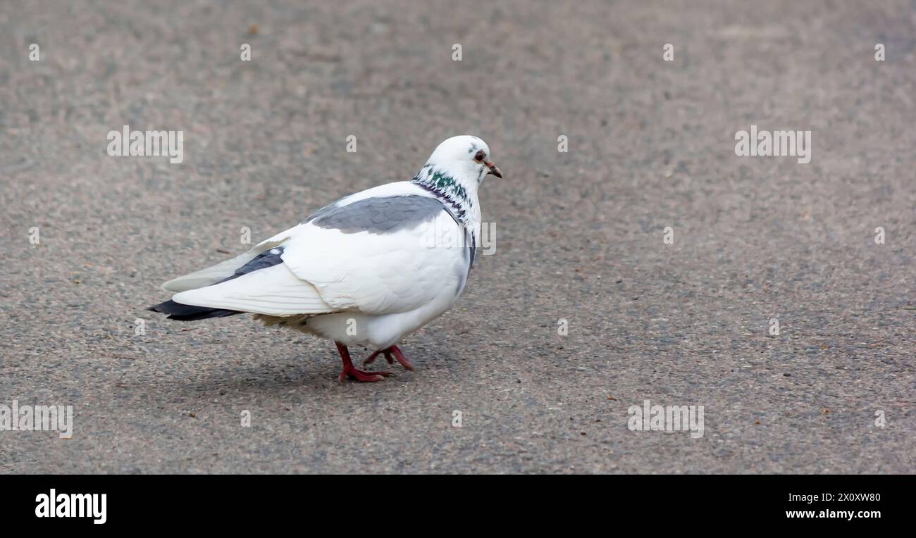 A beautiful white dove with a gray wing and a beautiful necklace on the ...