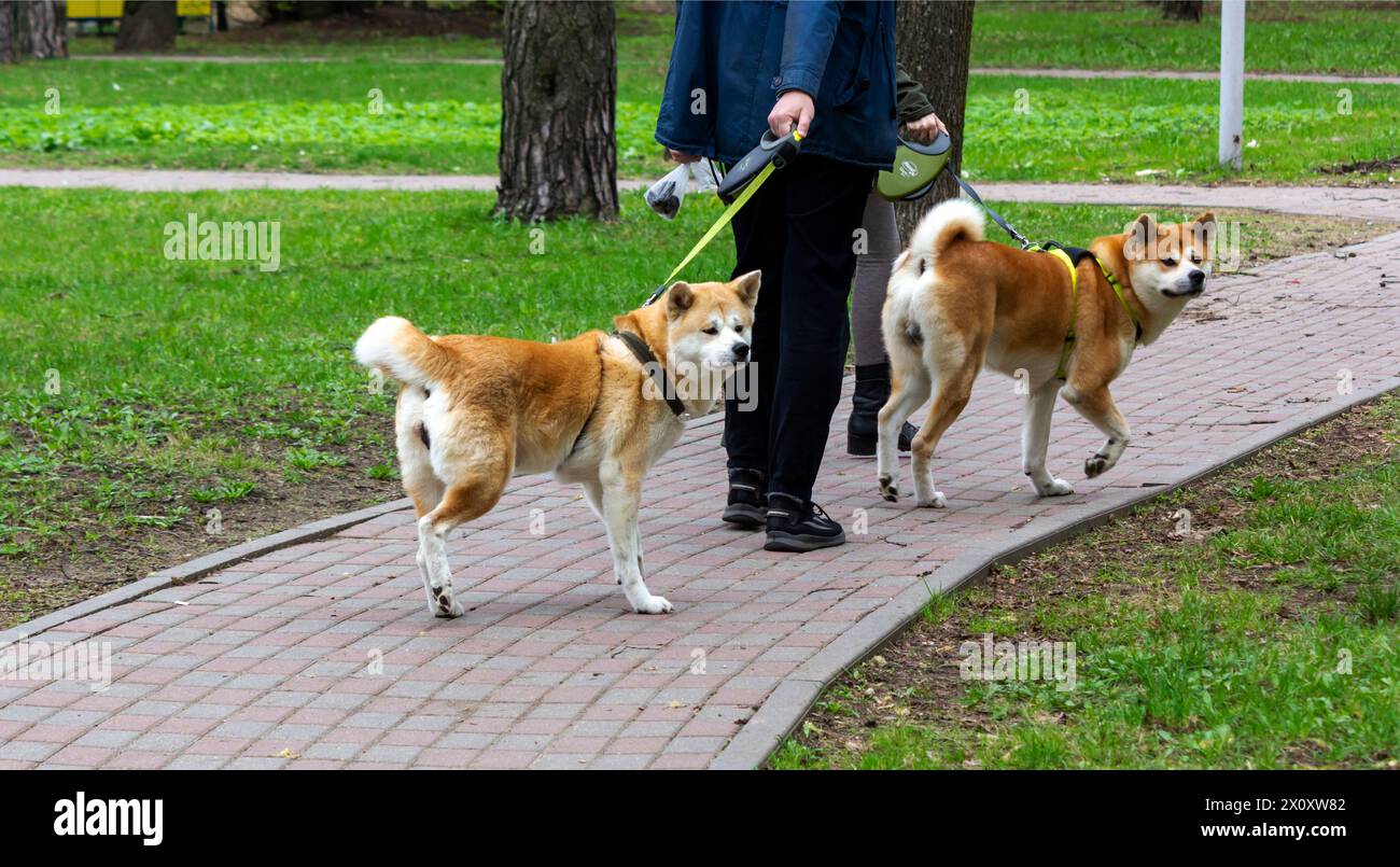 Two Japanese dogs: Akita Inu and Shiba Inu, kept on a leash on the ...