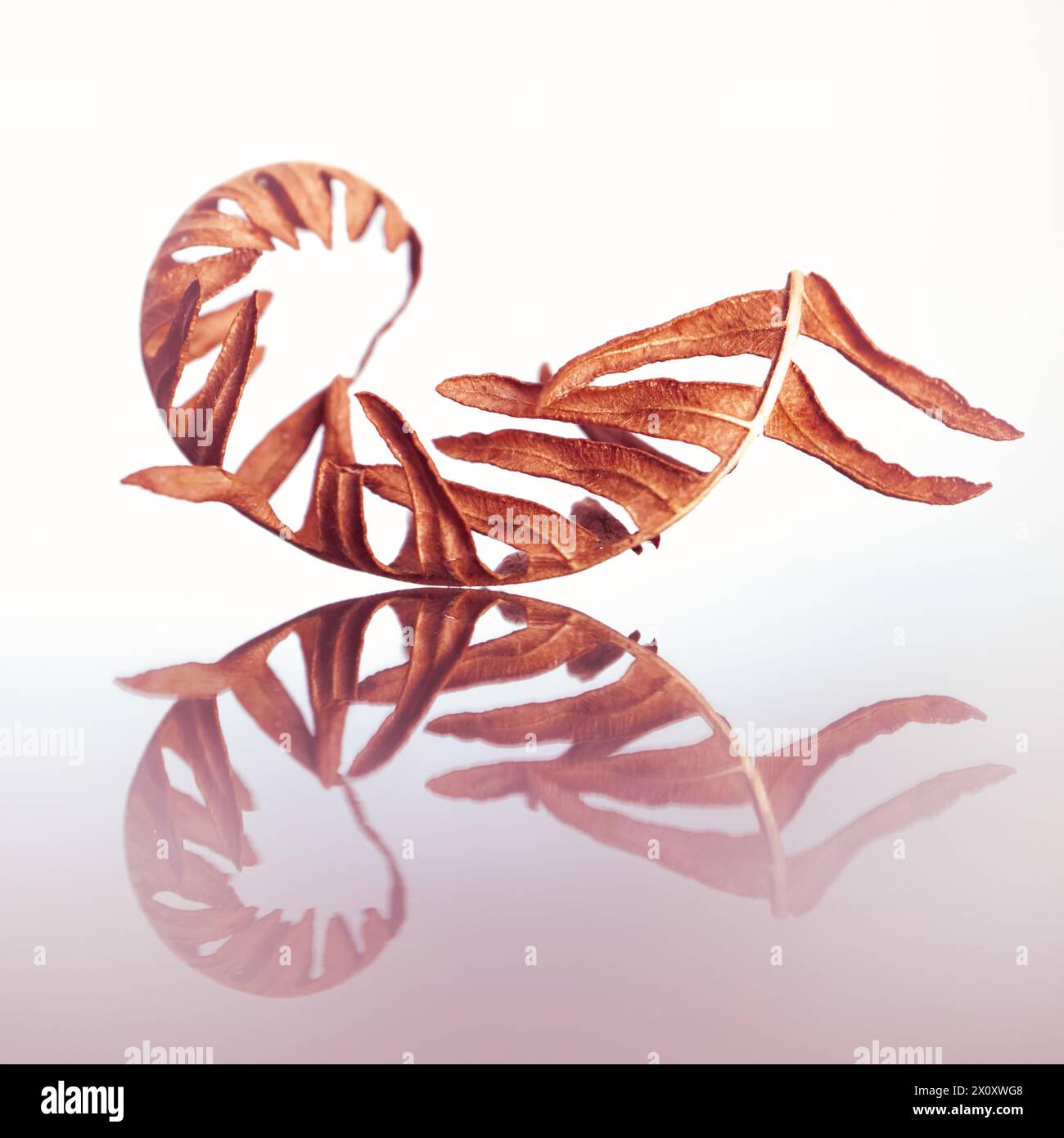 Reflection of leaves hi-res stock photography and images - Alamy